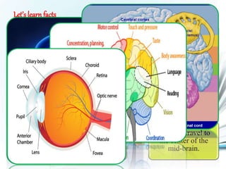 Reading as a physiological process | PPTX