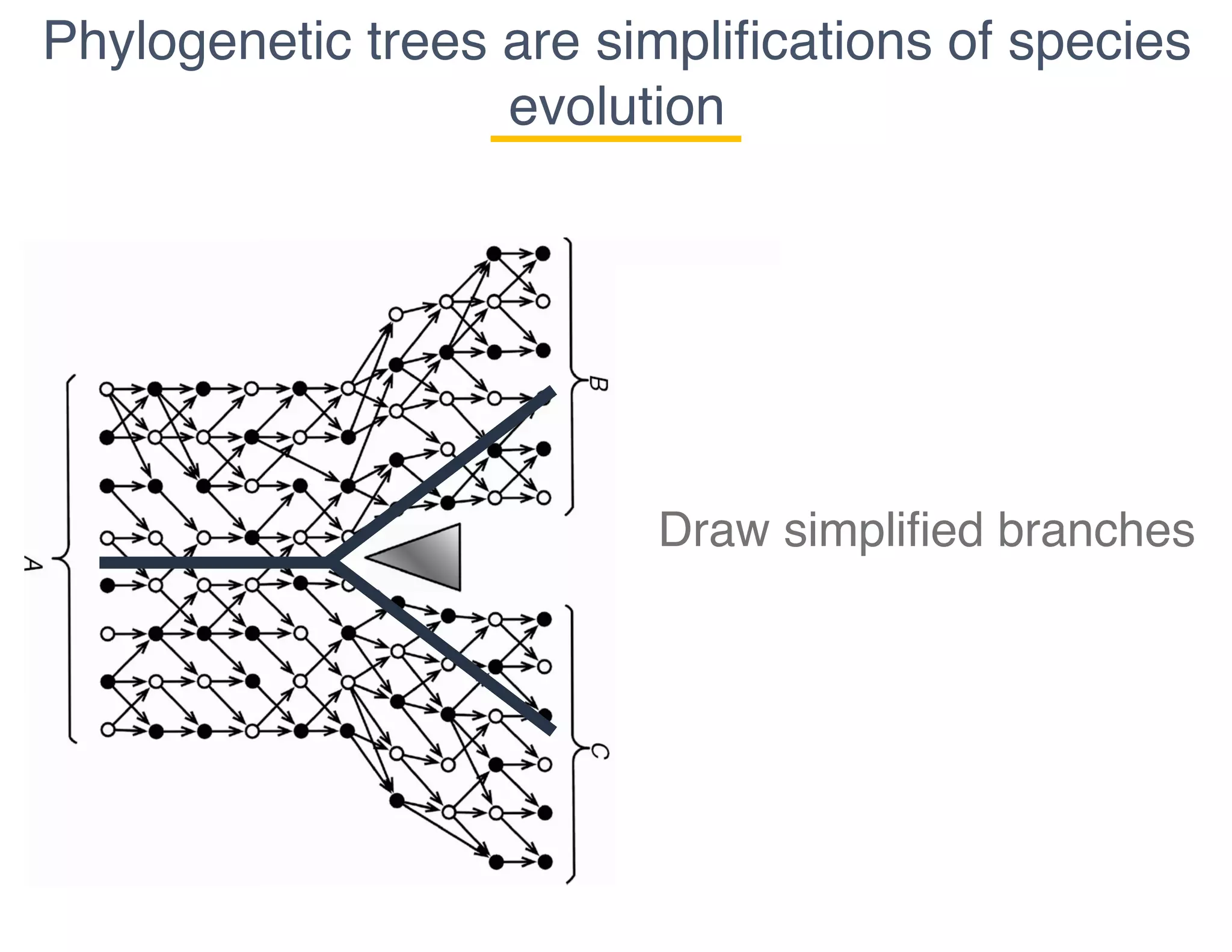 Microbial Diversity Part 2: Reading Phylogenetic Trees | PPT