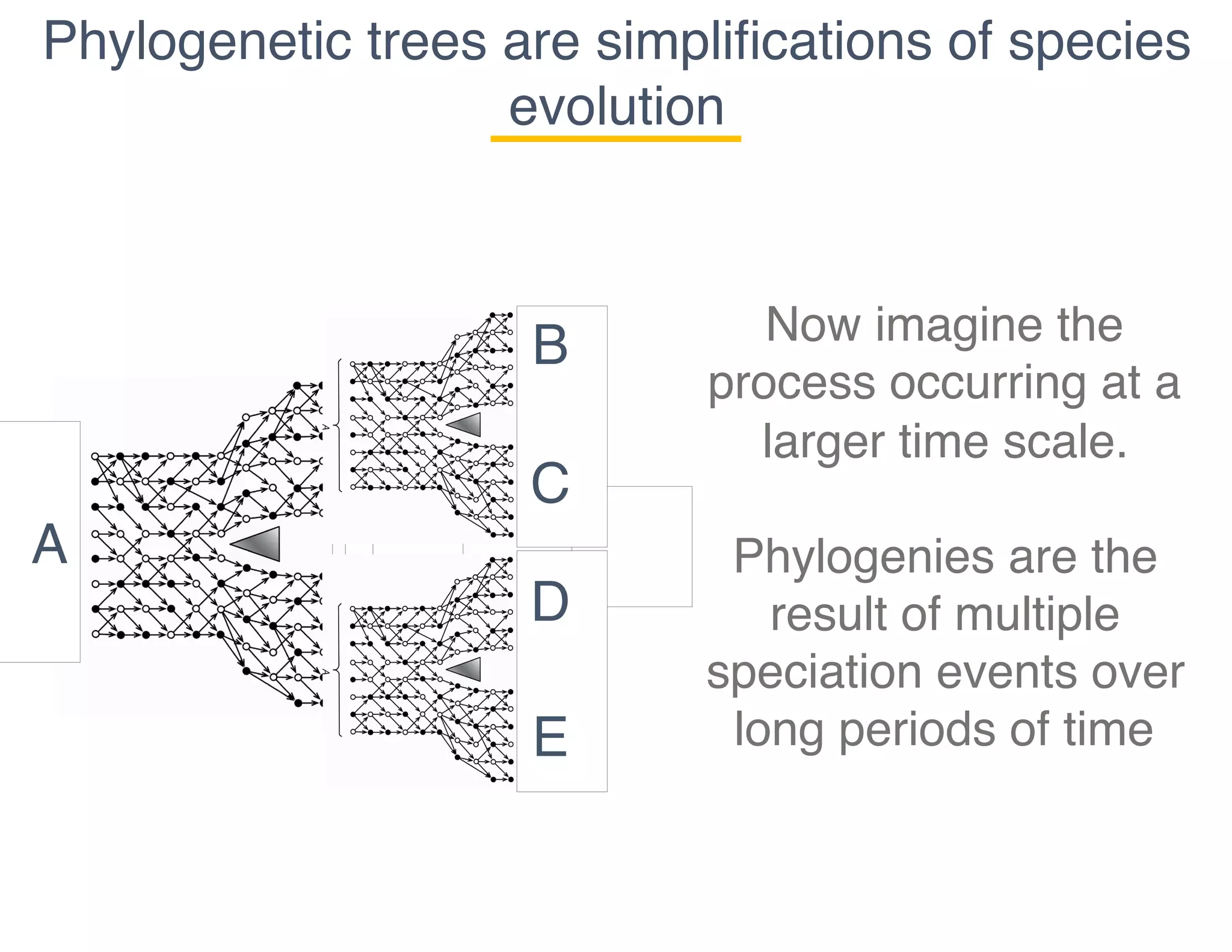 Microbial Diversity Part 2: Reading Phylogenetic Trees | PPT