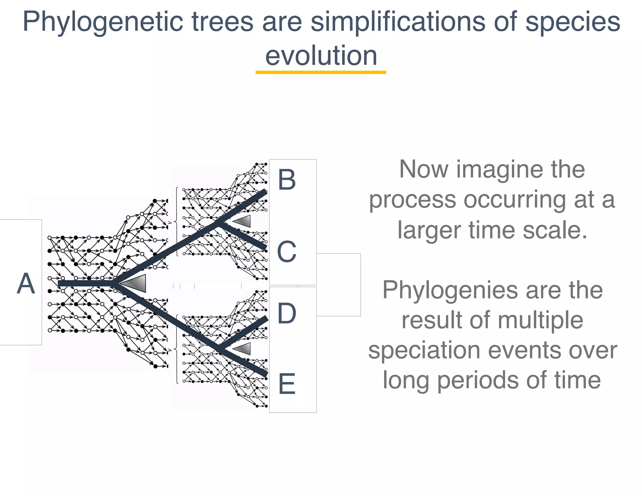 Microbial Diversity Part 2: Reading Phylogenetic Trees | PPT