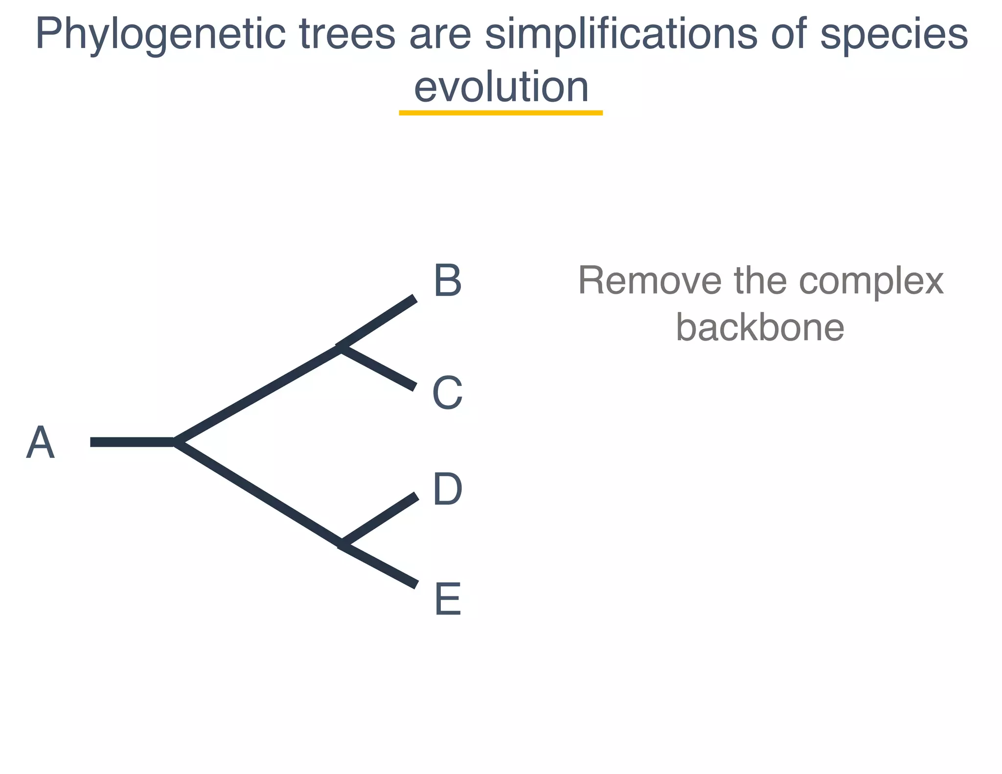 Microbial Diversity Part 2: Reading Phylogenetic Trees | PPT