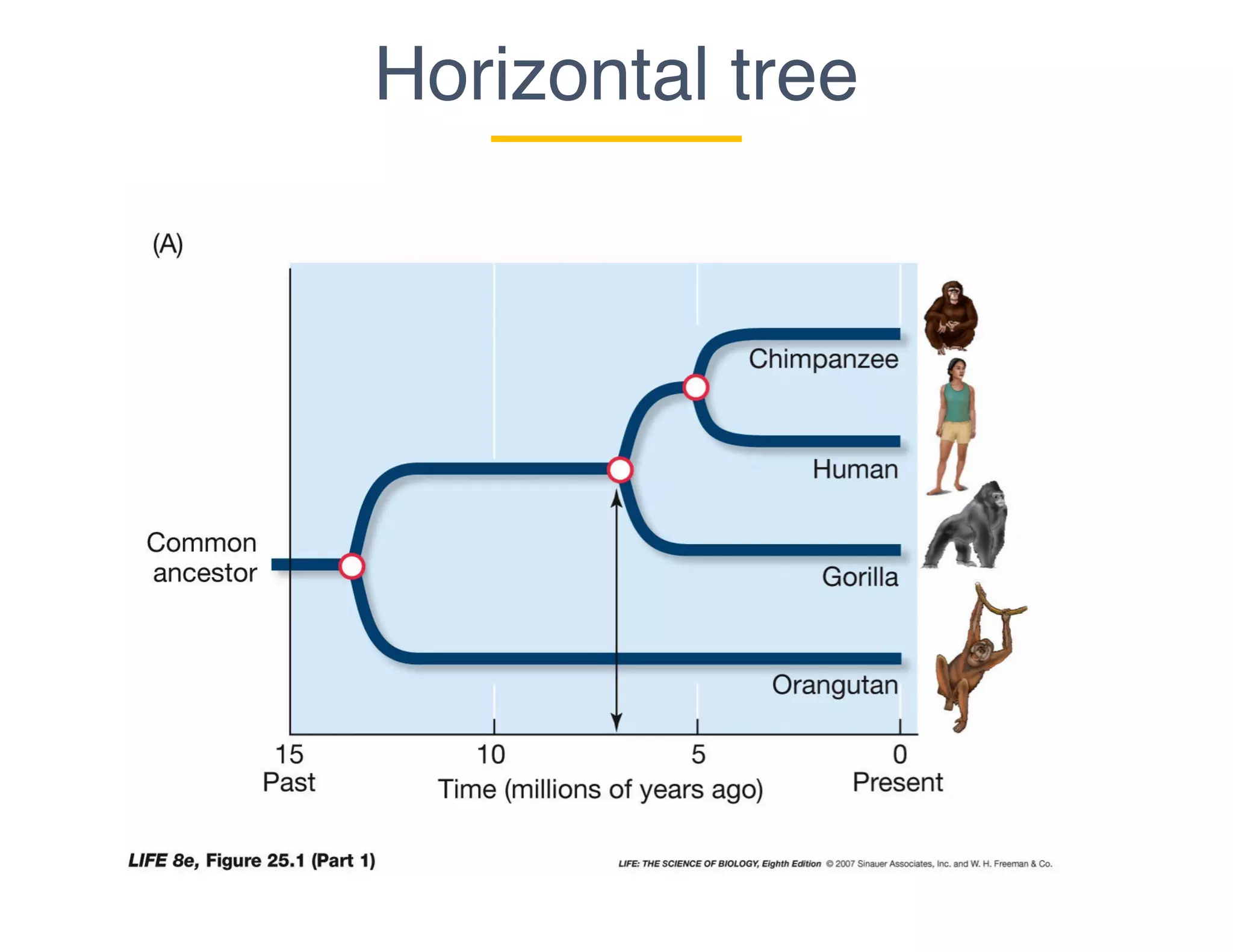 Microbial Diversity Part 2: Reading Phylogenetic Trees | PPT