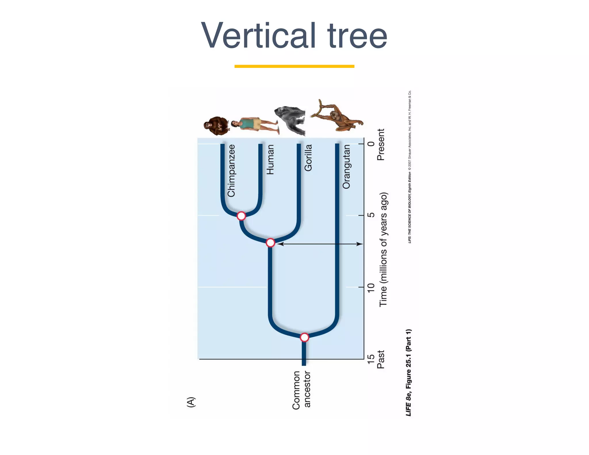 Microbial Diversity Part 2: Reading Phylogenetic Trees | PPT