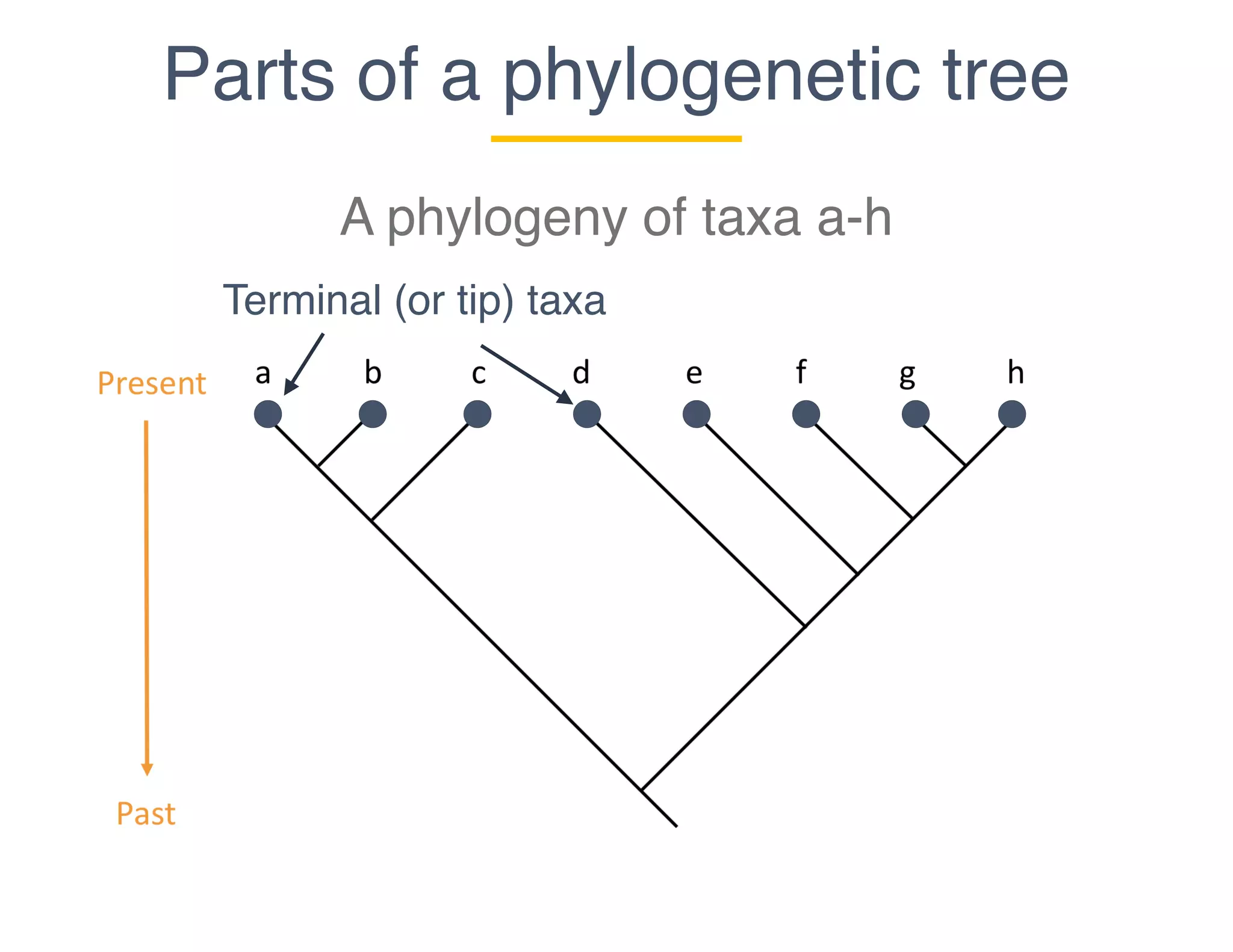 Microbial Diversity Part 2: Reading Phylogenetic Trees | PPT