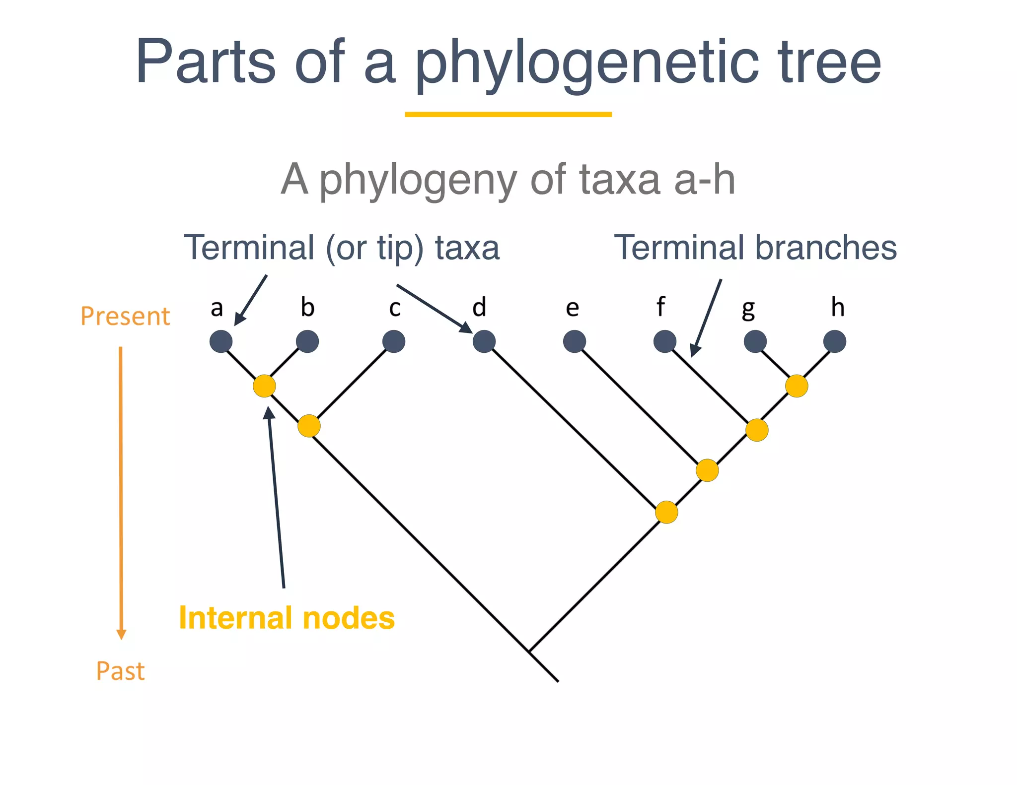 Microbial Diversity Part 2: Reading Phylogenetic Trees | PPT