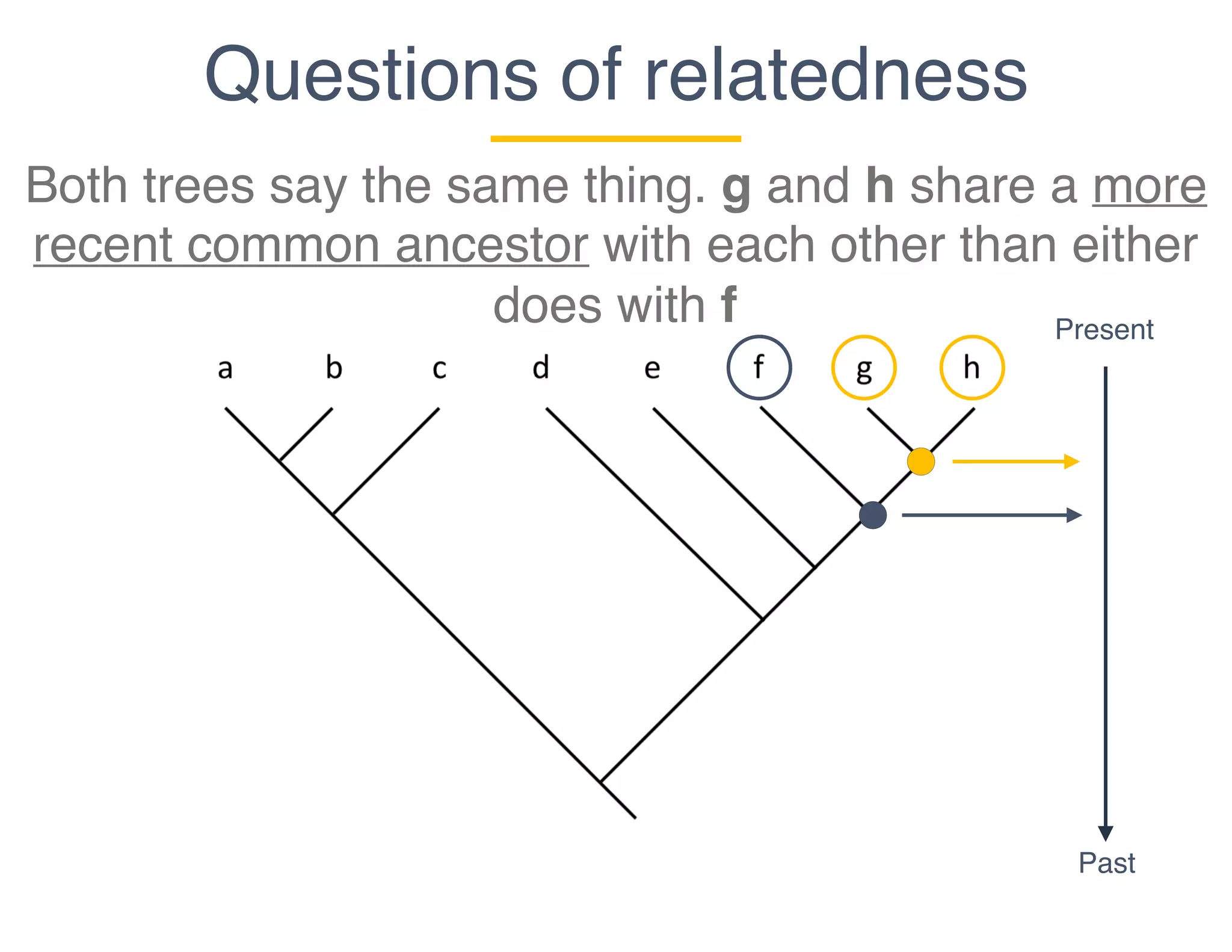 Microbial Diversity Part 2: Reading Phylogenetic Trees | PPT