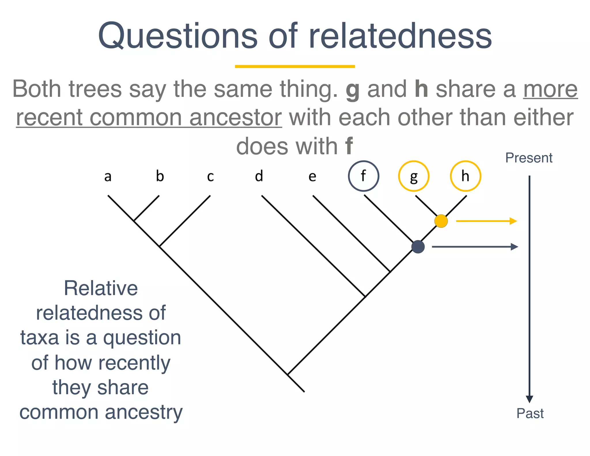 Microbial Diversity Part 2: Reading Phylogenetic Trees | PPT