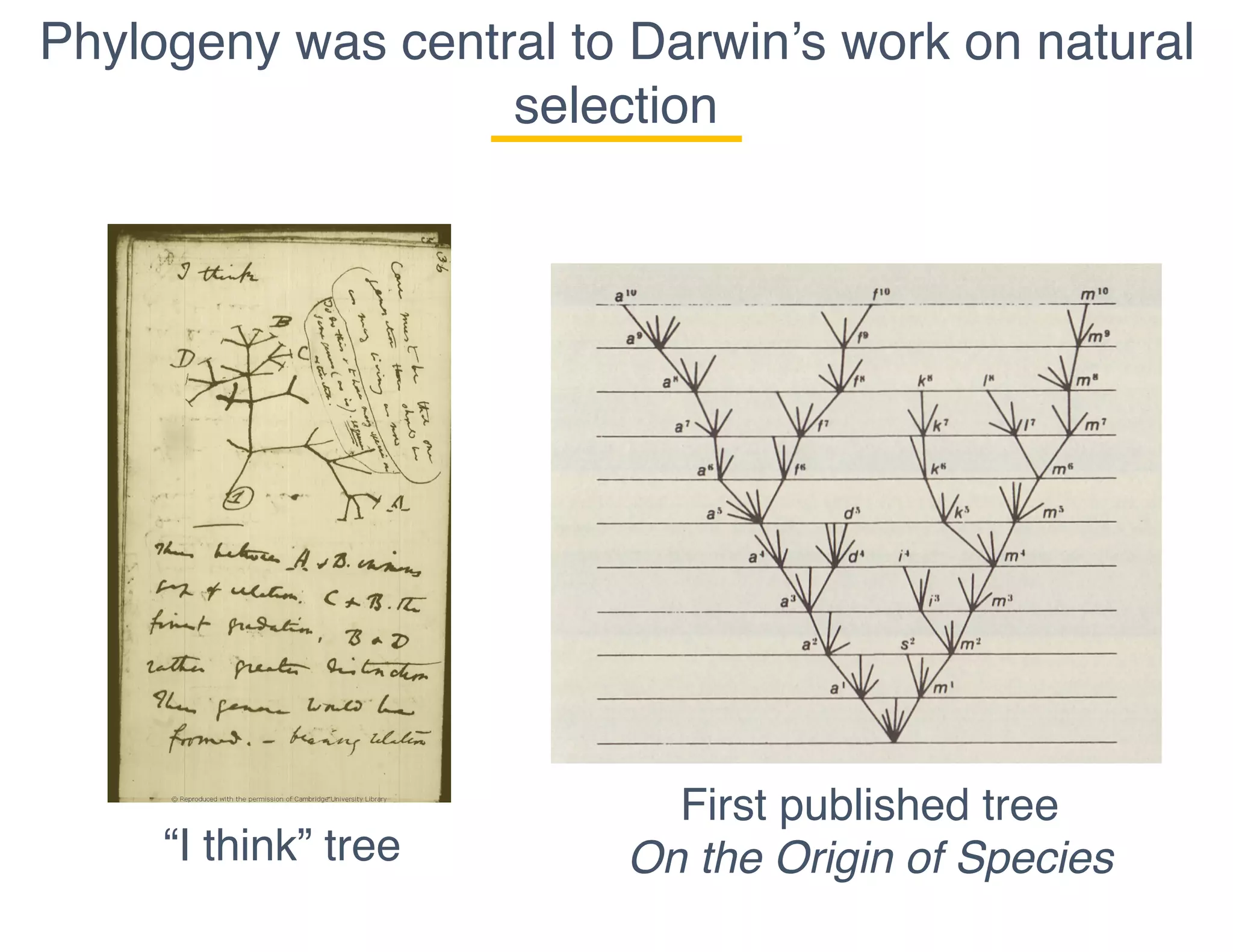 Microbial Diversity Part 2: Reading Phylogenetic Trees | PPT