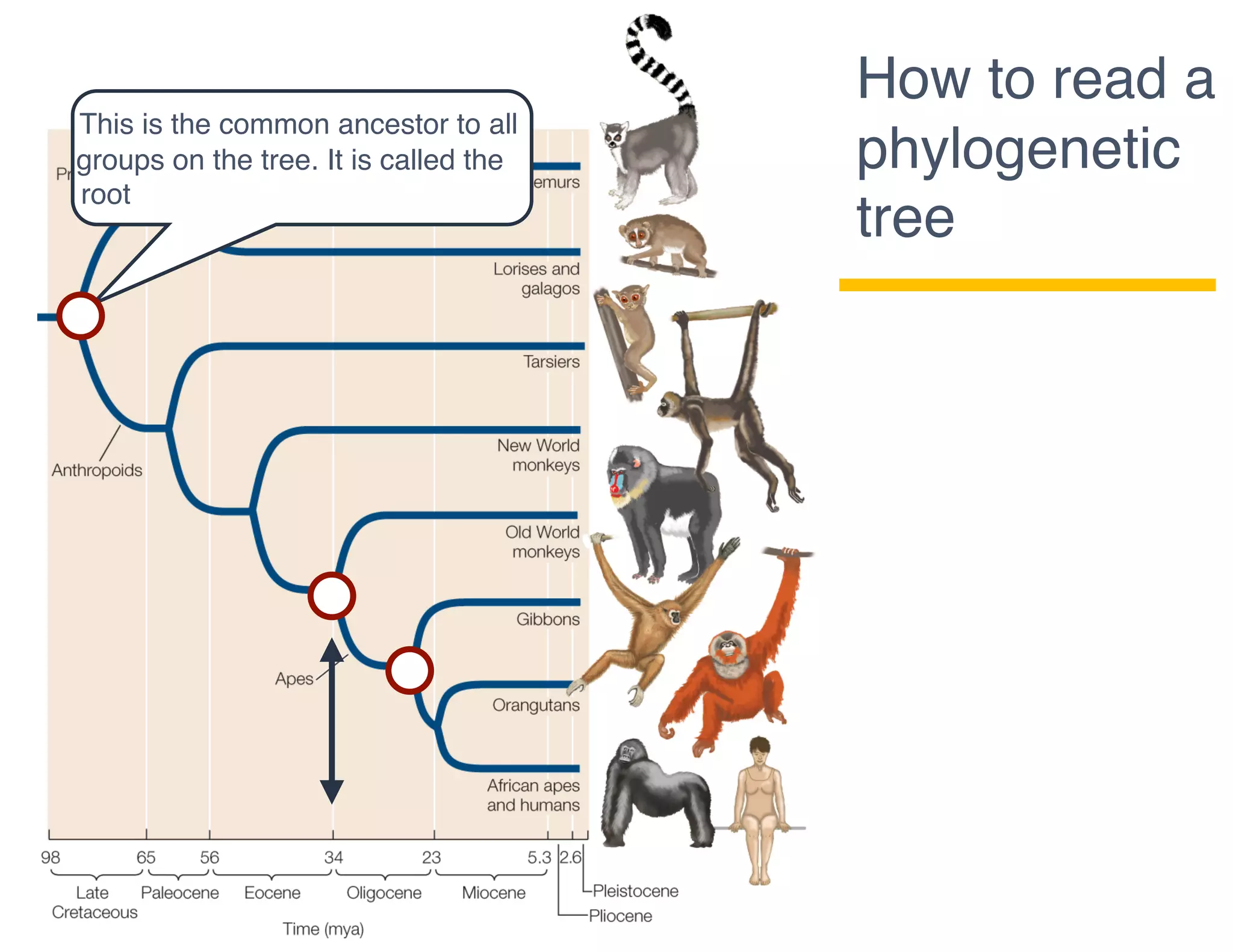 Microbial Diversity Part 2: Reading Phylogenetic Trees | PPT