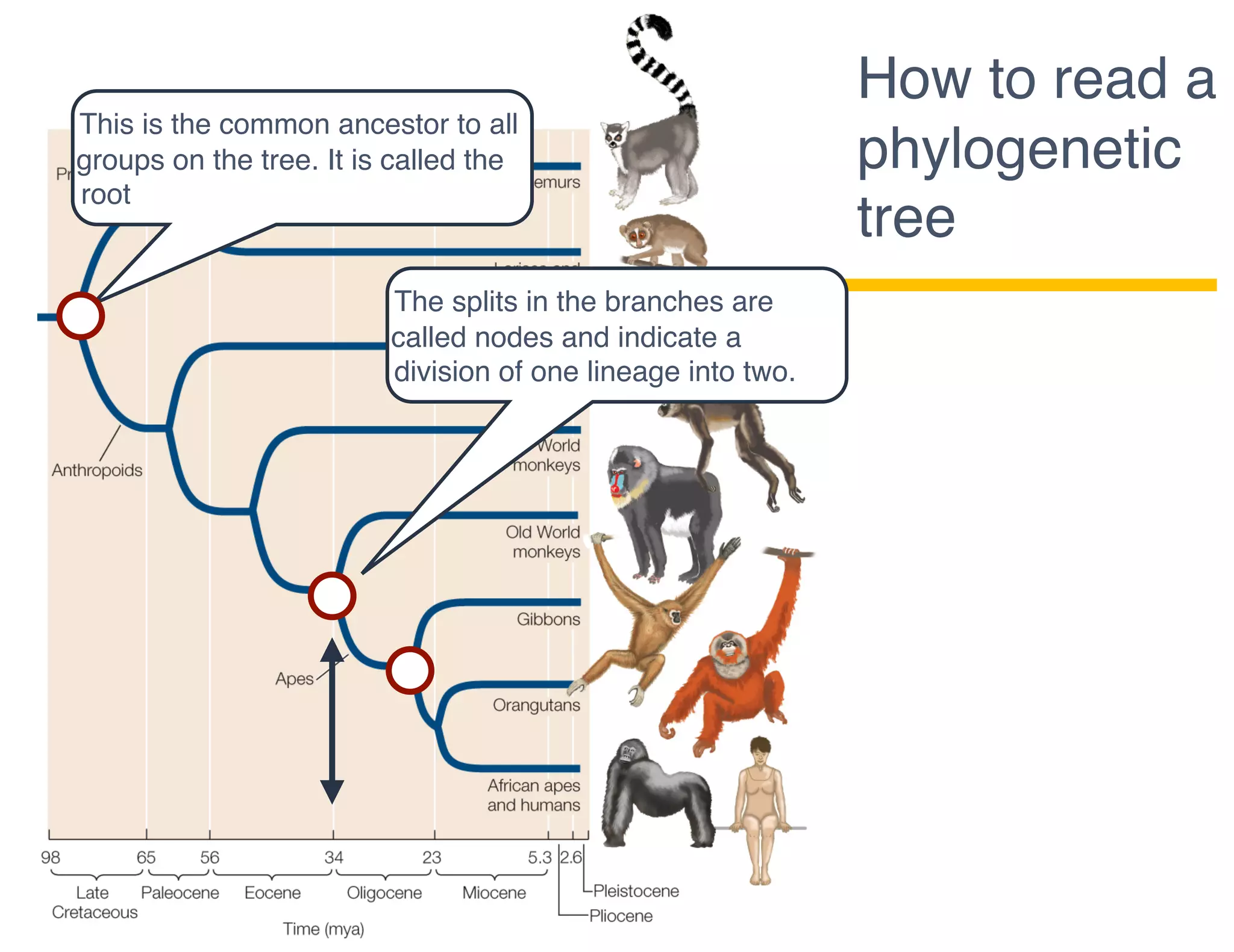 Microbial Diversity Part 2: Reading Phylogenetic Trees | PPT
