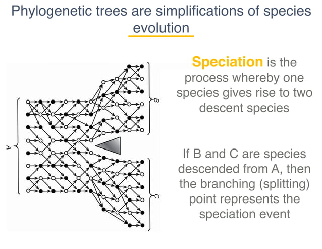 Microbial Diversity Part 2: Reading Phylogenetic Trees | PPT