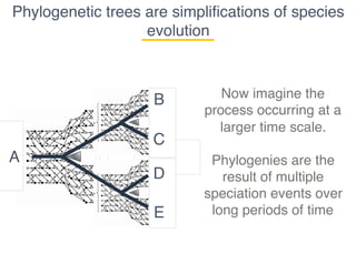 Microbial Diversity Part 2: Reading Phylogenetic Trees | PPT