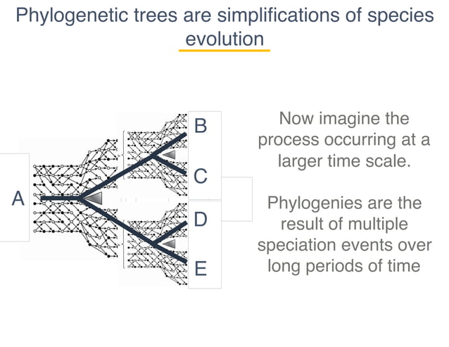 Microbial Diversity Part 2: Reading Phylogenetic Trees | PPT