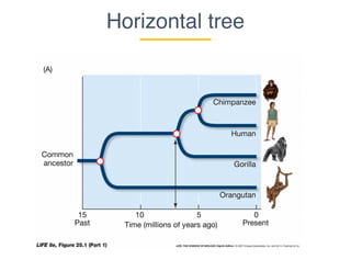 Microbial Diversity Part 2: Reading Phylogenetic Trees | PPT