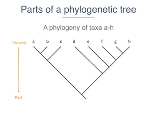 Microbial Diversity Part 2: Reading Phylogenetic Trees | PPT