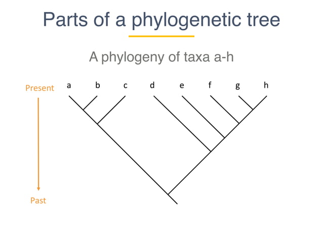Microbial Diversity Part 2: Reading Phylogenetic Trees | PPT