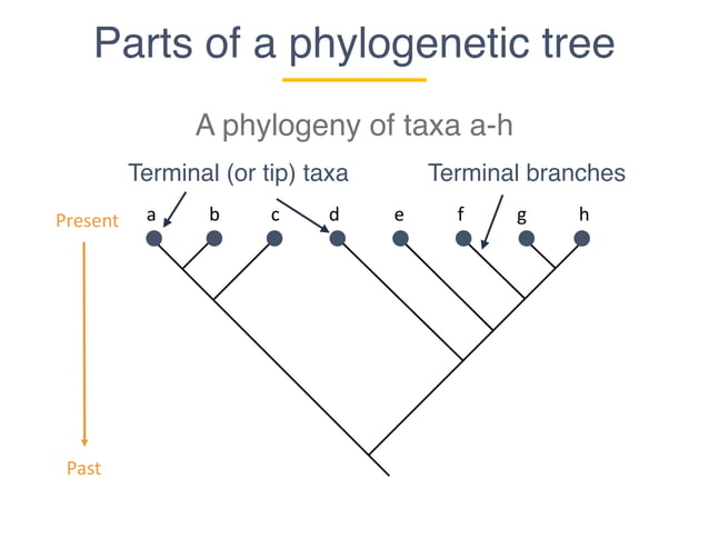 Microbial Diversity Part 2: Reading Phylogenetic Trees | PPT