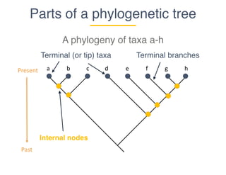 Microbial Diversity Part 2: Reading Phylogenetic Trees | PDF