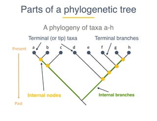 Microbial Diversity Part 2: Reading Phylogenetic Trees | PPT