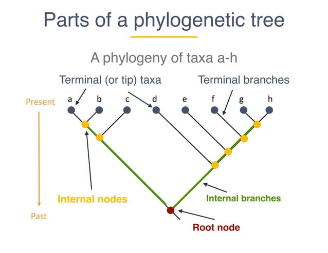 Microbial Diversity Part 2: Reading Phylogenetic Trees | PPT