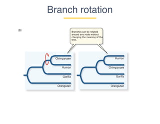 Microbial Diversity Part 2: Reading Phylogenetic Trees | PPT
