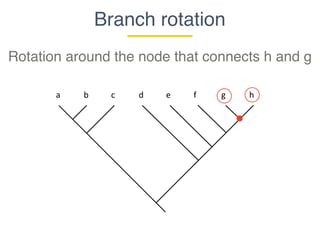 Microbial Diversity Part 2: Reading Phylogenetic Trees | PPT