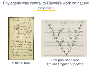Microbial Diversity Part 2: Reading Phylogenetic Trees | PPT