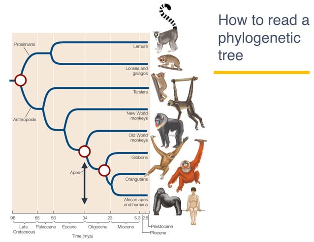 Microbial Diversity Part 2: Reading Phylogenetic Trees | PPT