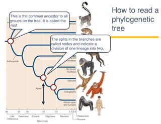 Microbial Diversity Part 2: Reading Phylogenetic Trees | PPT