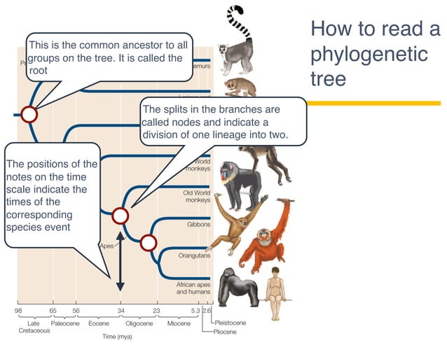 Microbial Diversity Part 2: Reading Phylogenetic Trees | PPT