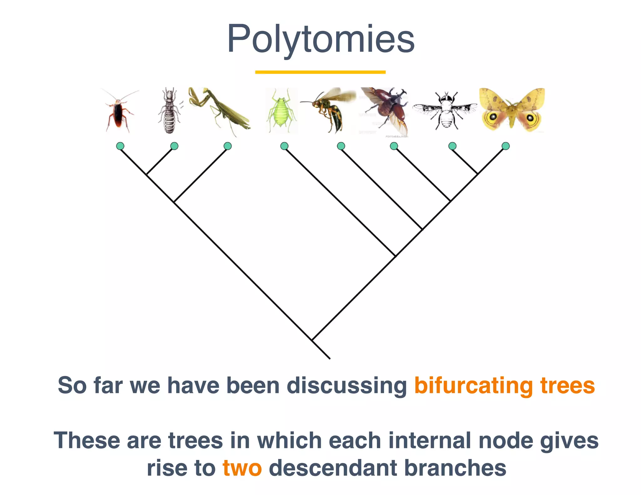 Microbial Diversity Part 3: Reading Phylogenetic Trees | PDF