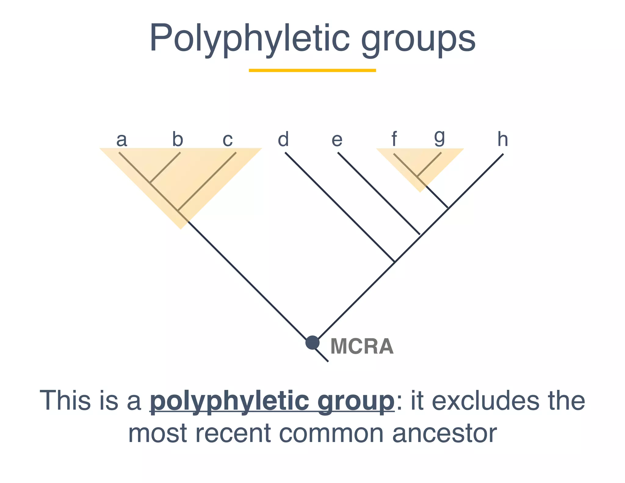 Microbial Diversity Part 3: Reading Phylogenetic Trees | PDF