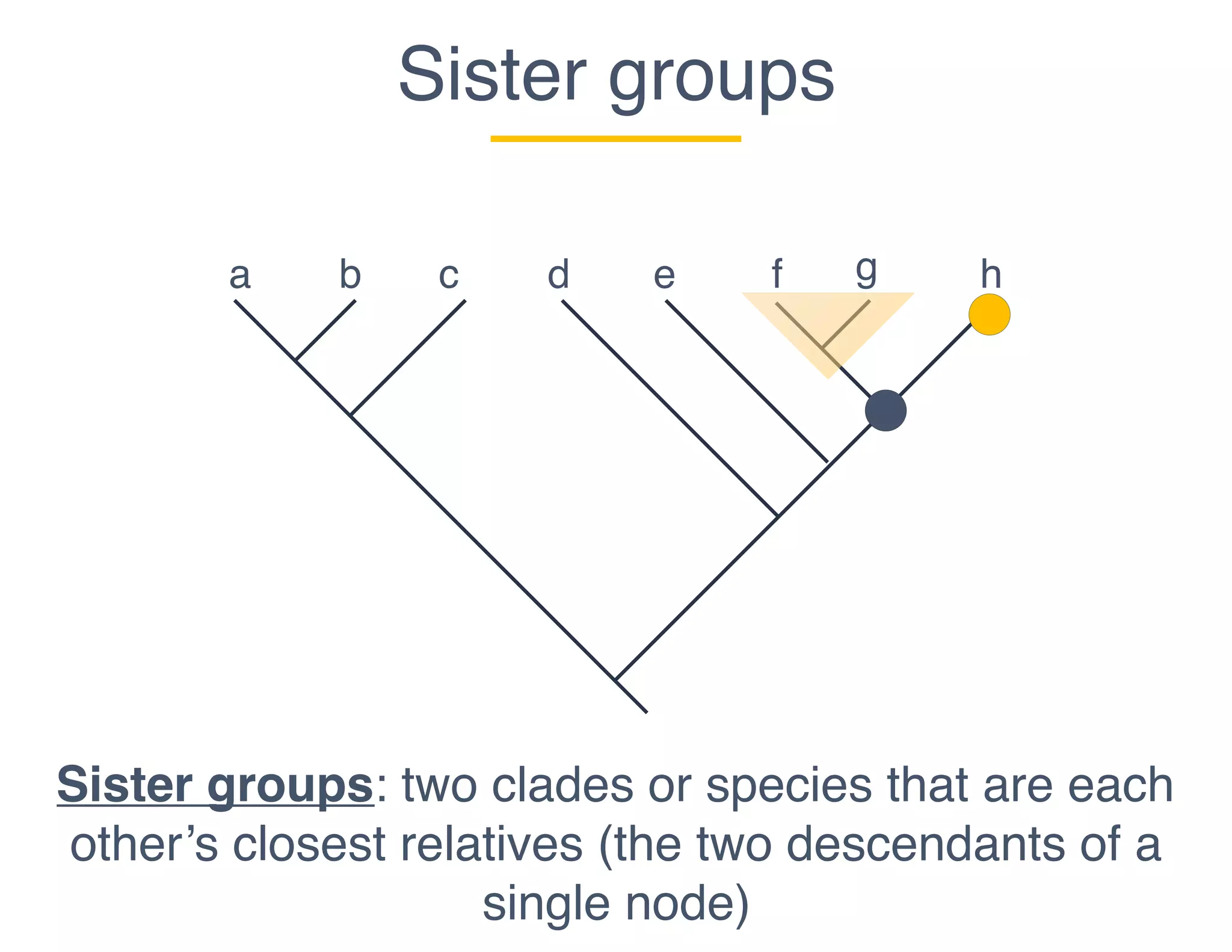 Microbial Diversity Part 3: Reading Phylogenetic Trees | PDF