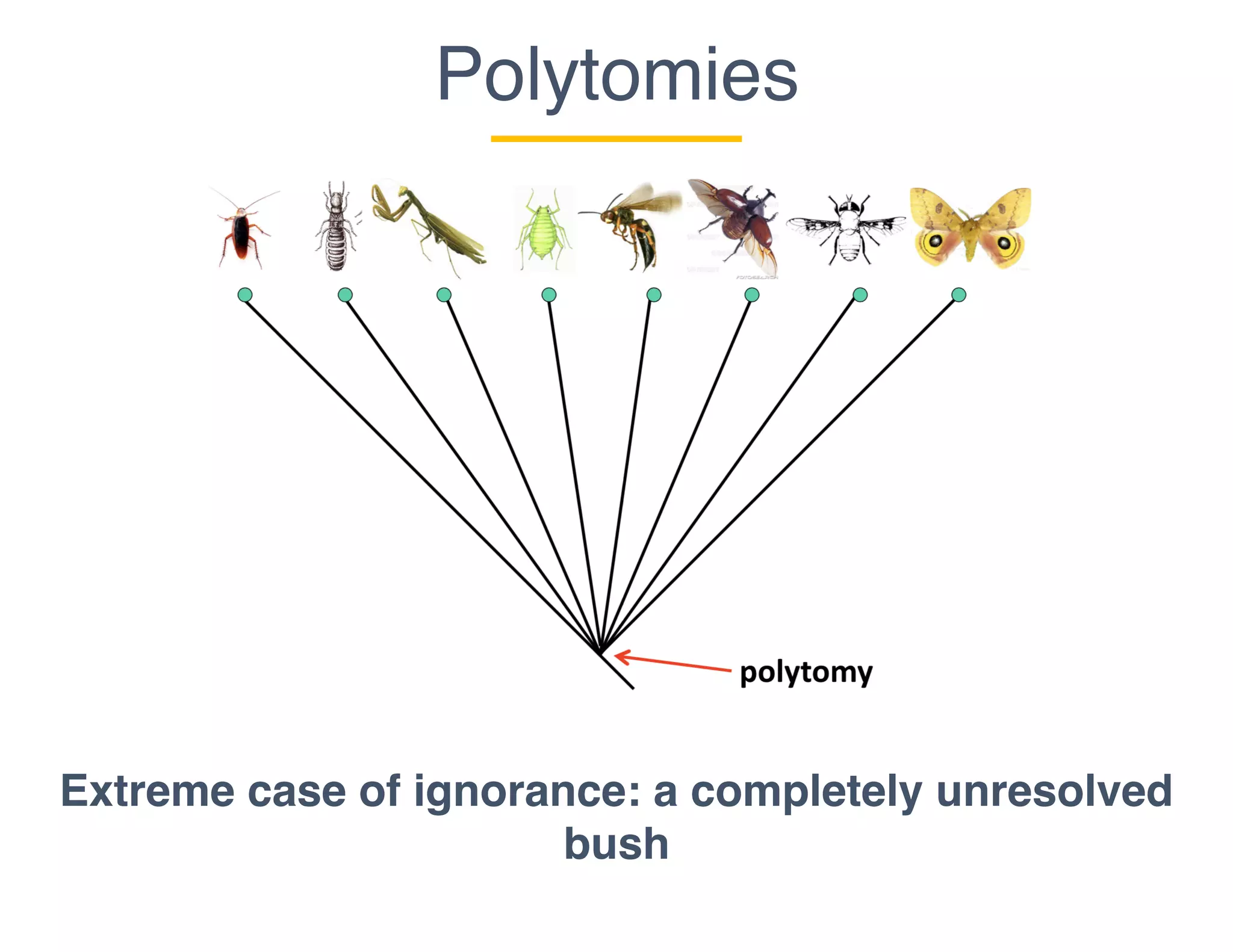 Microbial Diversity Part 3: Reading Phylogenetic Trees | PDF