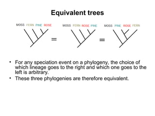 Phylogenetic tree analysis-Rooted and unrooted | PPT