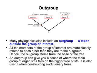 Phylogenetic tree analysis-Rooted and unrooted | PPT