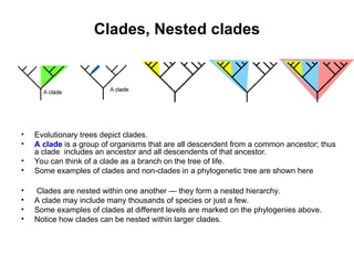 Phylogenetic tree analysis-Rooted and unrooted | PPT