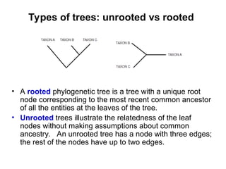 Phylogenetic tree analysis-Rooted and unrooted | PPT