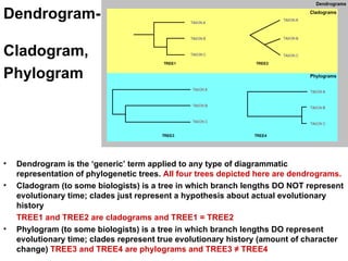 Phylogenetic tree analysis-Rooted and unrooted | PPT