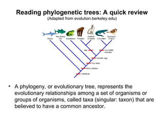 Phylogenetic tree analysis-Rooted and unrooted | PPT