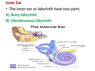 Anatomy & Physiology of EAR and Physiology of Hearing | PPTX
