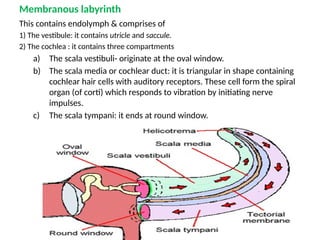 Anatomy & Physiology of EAR and Physiology of Hearing | PPTX
