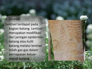 Reaksi fisiologi, adaptasi, dan bentuk bentuk kehidupan | PPT