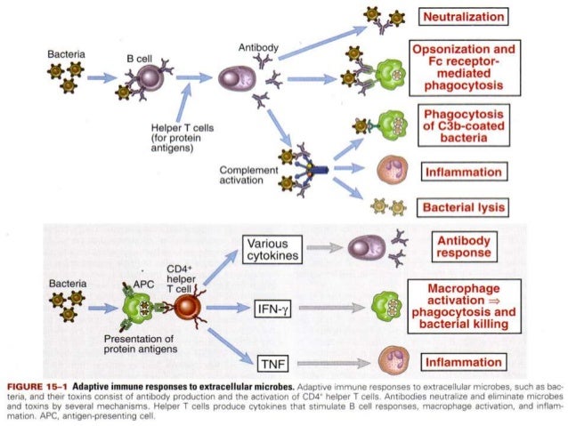Reaksi imun terhadap infeksi bakteri dan parasit