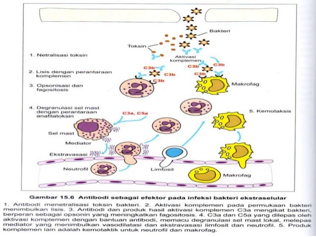 Reaksi imun terhadap infeksi bakteri dan parasit