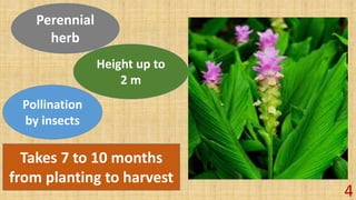 Pharmacognostic features of curcuma | PPT