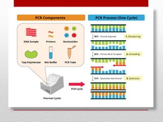 REAL-TIME PCR.pptx by UMNA FATIMA- BIOMED | PPTX