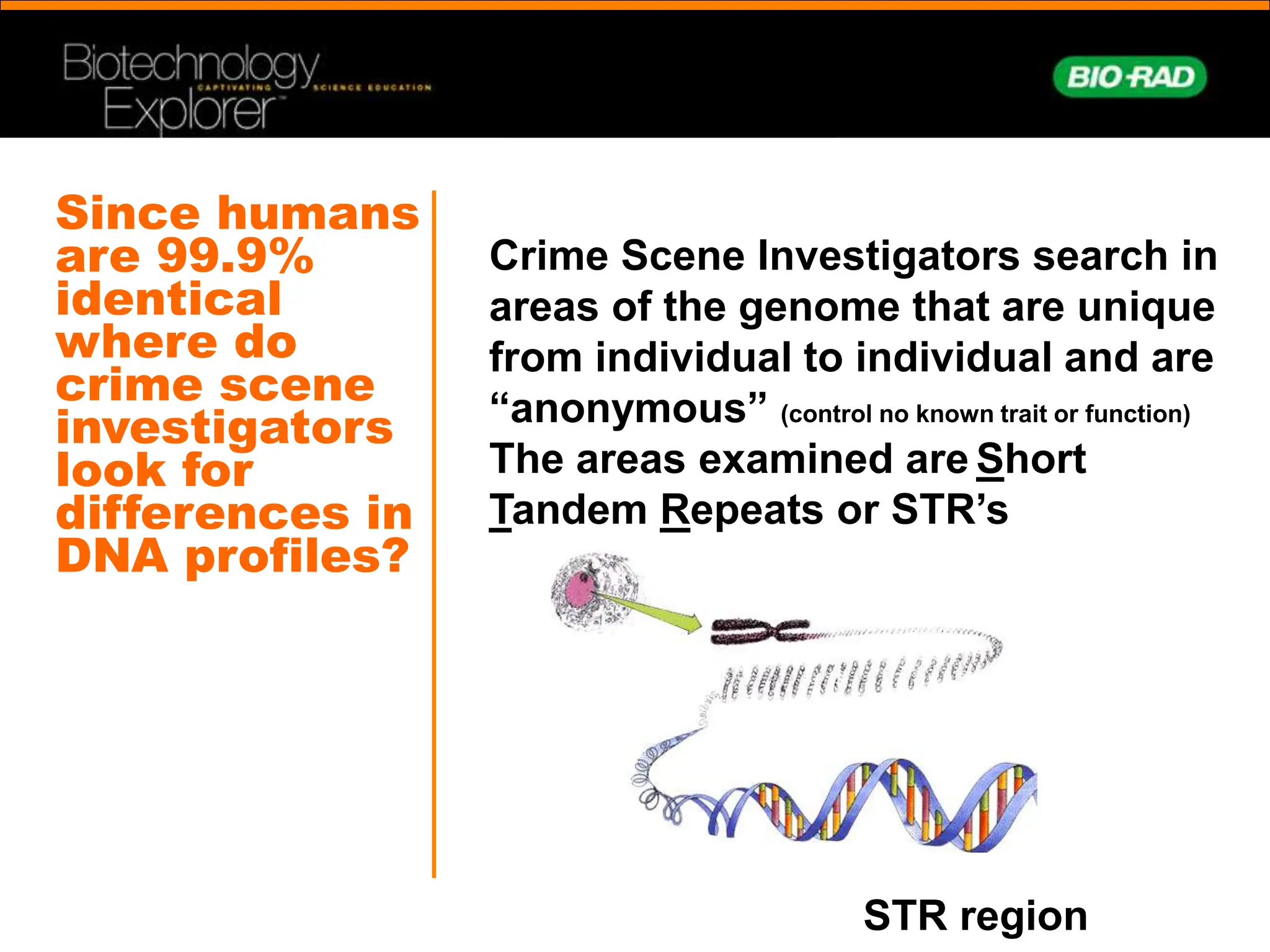 Real-Time PCR Basics the polymerase chain reaction is process of ...