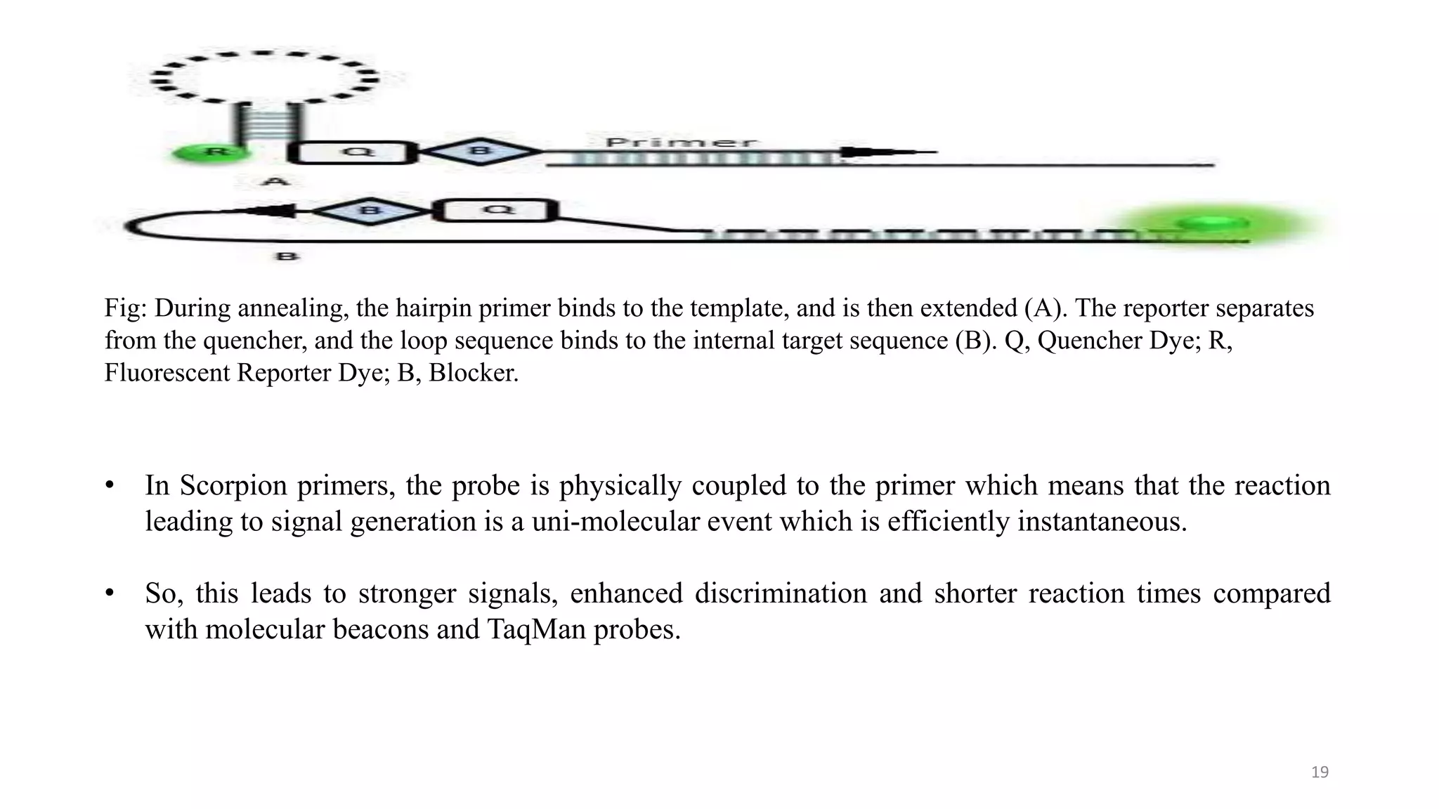 Real time pcr, reverse transcripta pcr, gene expression methods and ...