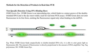 Real time pcr, reverse transcripta pcr, gene expression methods and ...